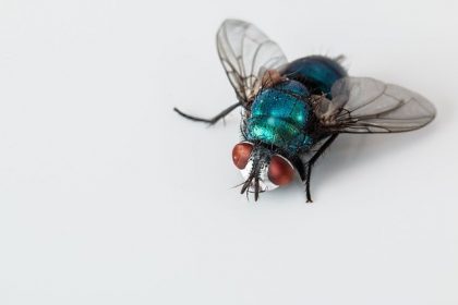 7 Household Tips for Pesky Insects - green guy, green living, electric ...
