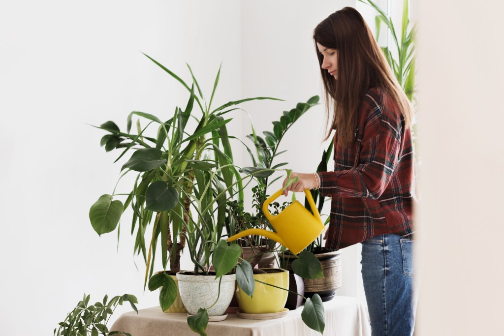 Plants Help Improve Physical and Mental Health